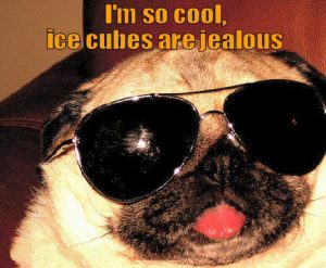 That’s one cool dog!