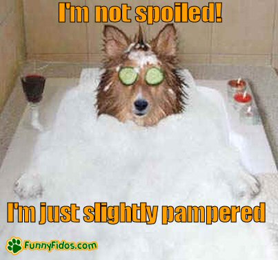 » Funny Dog Pictures I
