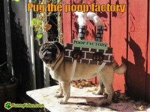 » Pug the poop factory