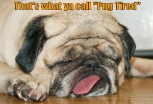 That’s what ya call “Pug Tired”