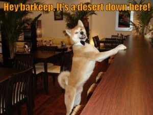 What’s a dog gotta do to get a drink around here?